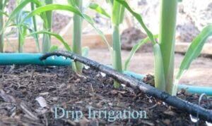 Water | Definition, Source, 3 Form, Cycle,Type,Conservation